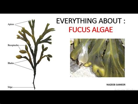 Alga Fucus