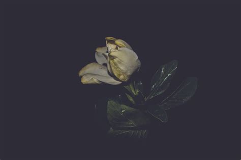 using the built in flash thoughts r askphotography
