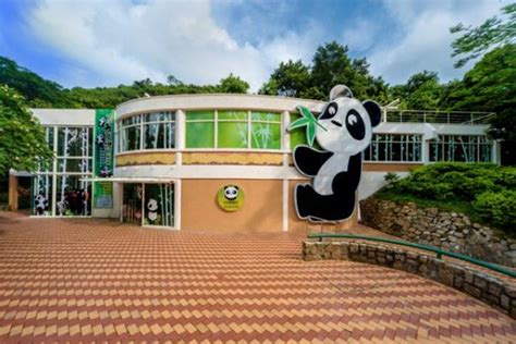 澳門大熊貓館人氣親子好去處 近距離親親熊貓 小熊貓 U Travel
