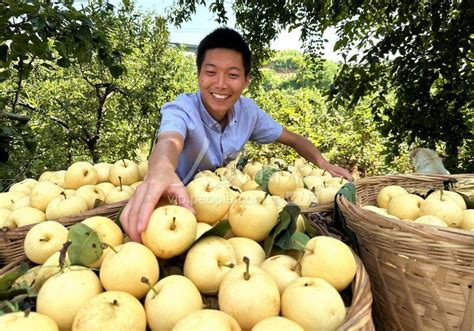 四川仁寿梨丰收 果农笑 人民图片网