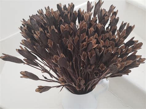 Dried Siberian Iris Pod Flower Stems Etsy