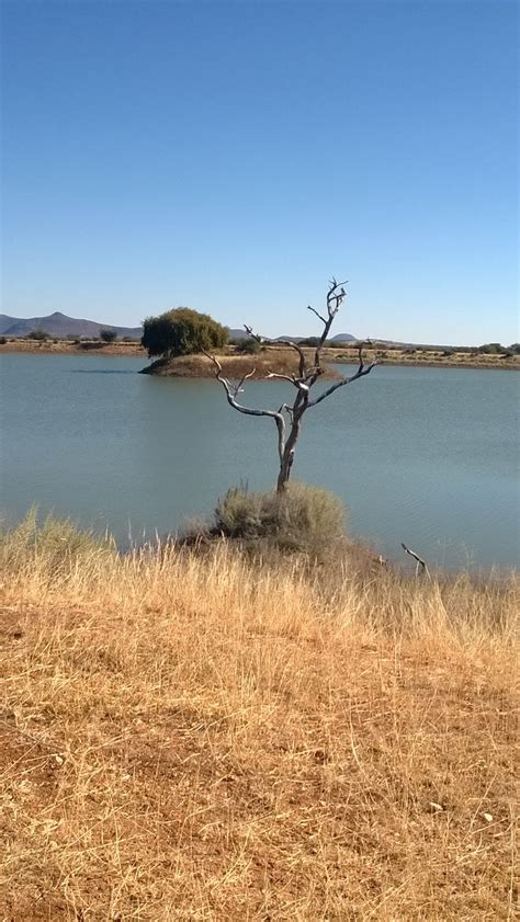 Kameel Doring Boom November 2017