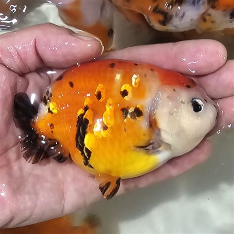 10 11cm Tiny Tail Ranchu Ozdiscus