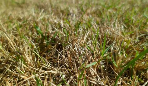 St Augustine Grass Pros Cons And Maintenance Sodlawn