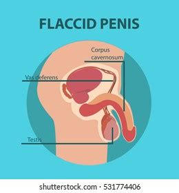 Flaccid Penis Male Sex Organ Vector Stock Vector Royalty Free