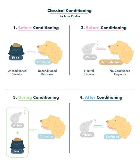 🎉 Real Life Examples Of Operant Conditioning 25 Operant Conditioning