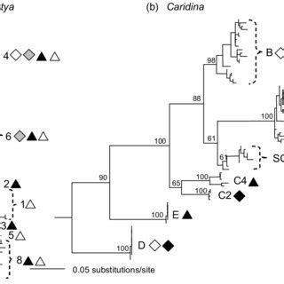 Maximum Likelihood ML Trees Used To Calculate Phylogenetic Diversity Download Scientific