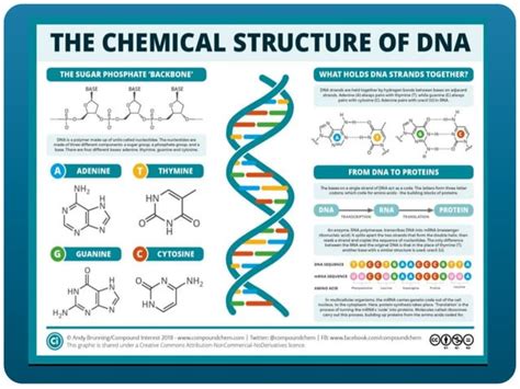 Structure Of Dna Dna Polymorphism Pptx