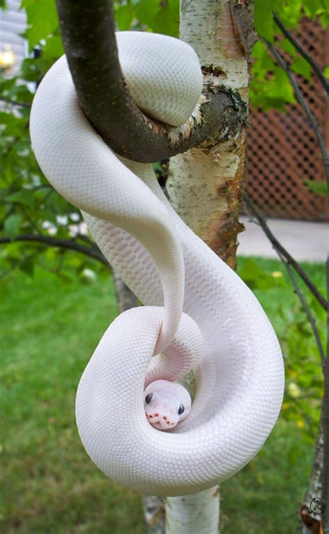 Gorgeous Albino Python Imgur