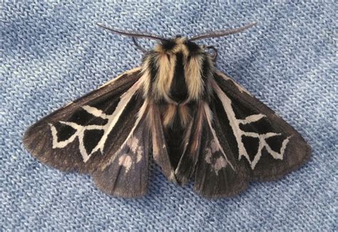 Apantesis Williamsii Apantesis Williamsii Bugguidenet