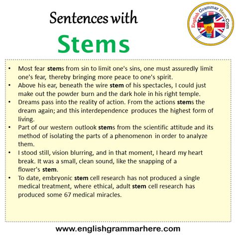 Sentences With Stems Stems In A Sentence In English Sentences For