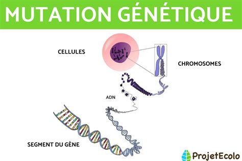 Mutation Génétique Définition Et Exemples