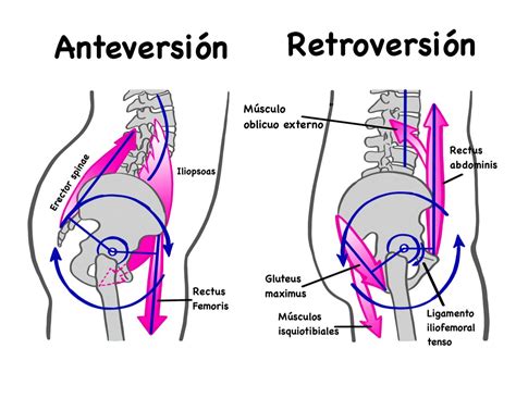 Ante Y Retroversion De Pelvis Anatomia Y Fisiologia Anatomía Médica