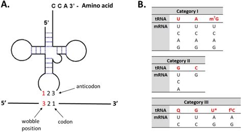 Non Standard Genetic Codes Define New Concepts For Protein Engineering