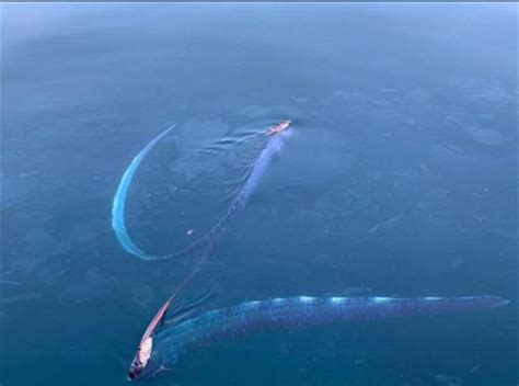 未解之谜11：来自龙宫的使者。 知乎