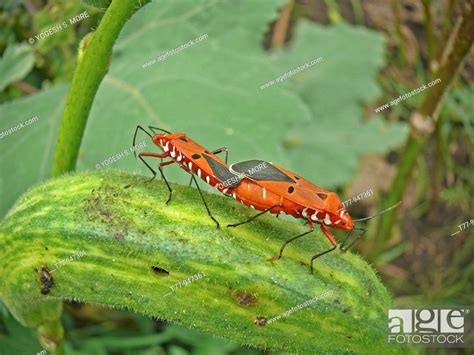 Mating Adult Cotton Stainers Dysdercus Suturellus Herrich Schaeffer