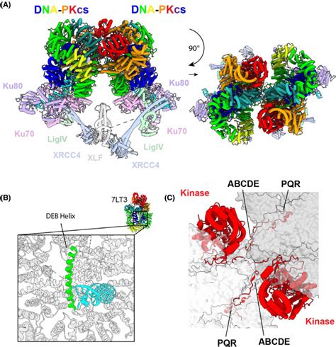 Architecture Of The Lr Complex Download Scientific Diagram