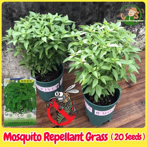 100 Legit Mosquito Repelling Plants Herbs Seeds For Planting 20 Seeds