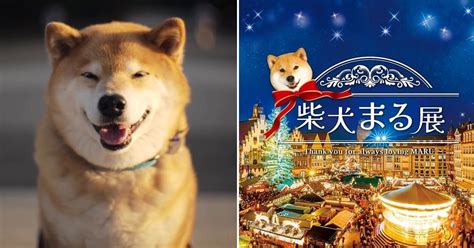 日動物網紅「柴犬maru」16歲離世 網友粉絲替其哀悼感謝牠所帶來的歡笑