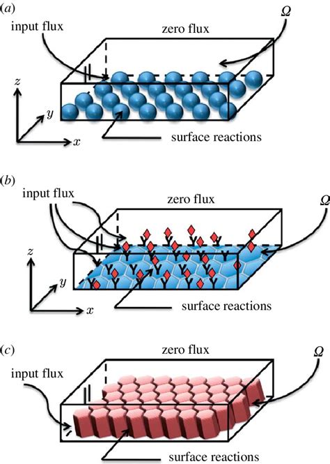 Example Geometries Of Morphogen Patterning Pathways A Diffusion And
