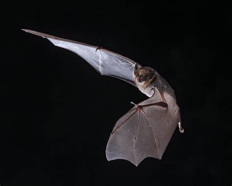 Living Bats In The Wild Wildlife Photo Contest Photocrowd Photo
