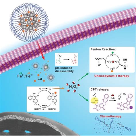 Pdf Tumor‐specific Drug Release And Reactive Oxygen Species Generation For Cancer Chemo