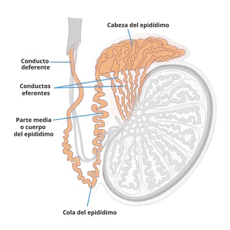 Sistema Reproductor