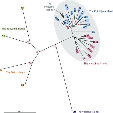 A Neighbor Joining Dendrogram For 27 Planchonella Obovata Var Obovata