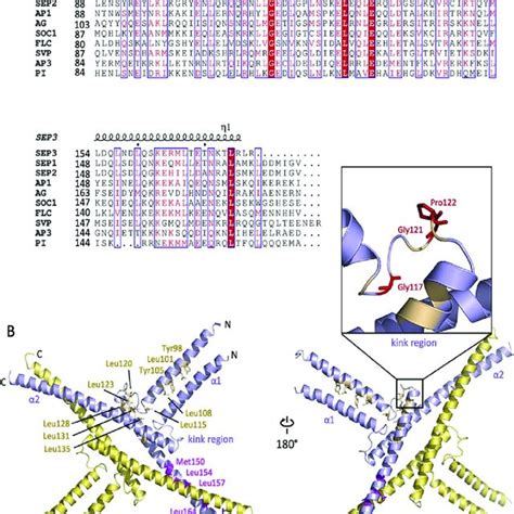 K Domain Sequence Alignment Of Some Representative Mads Tfs From Download Scientific Diagram
