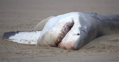 Unprecedented Footage Shows Lone Orca Kill Great White Shark In Two