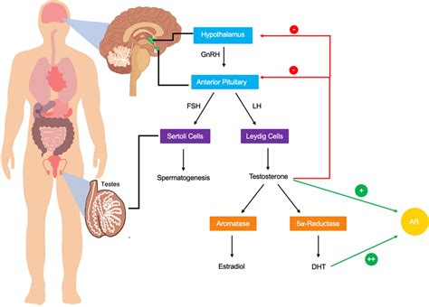 Regulation And Metabolism Of Testosterone Testosterone Production Download Scientific Diagram