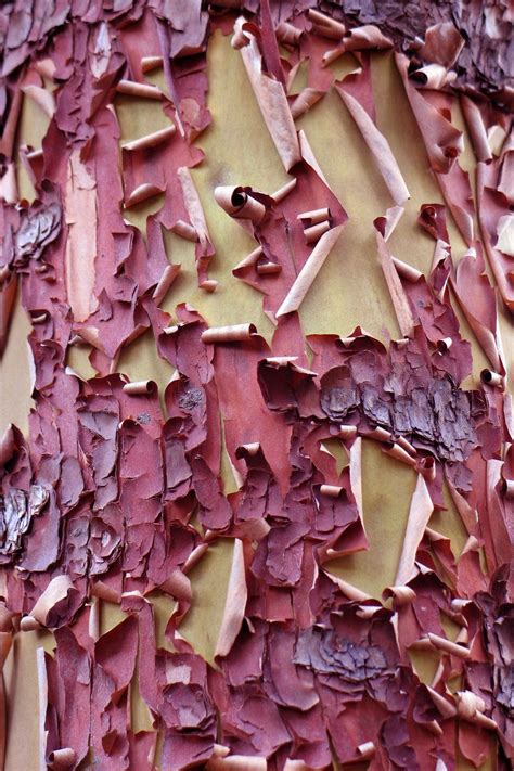 Why Does Arbutus Bark Peel At Warren Caldwell Blog