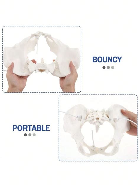 Mini Modelo De Pelvis Femenina 3d Modelo Pélvico Modelo óseo De La