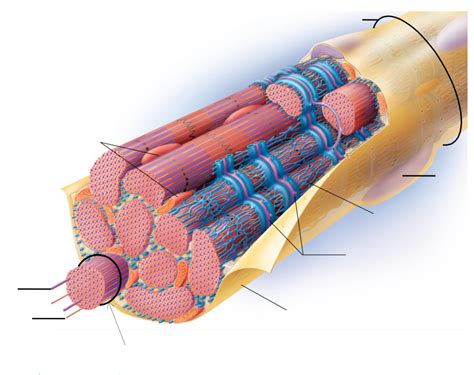Skeletal Muscle Cell Diagram Quizlet