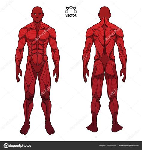 Desenho Do Corpo Humano Anatomia BRAINCP