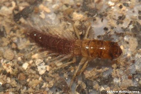 Alderfly Larvae