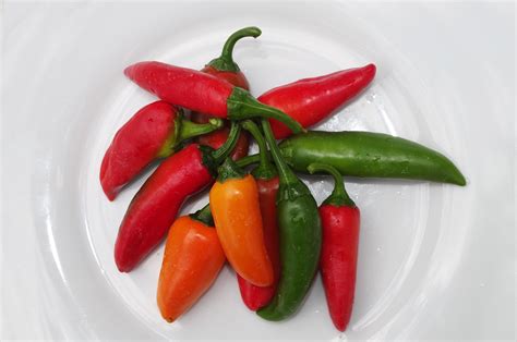 4 무료 Pálivá And 칠리 이미지 Pixabay
