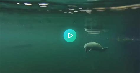 Barbra Manatee Album On Imgur