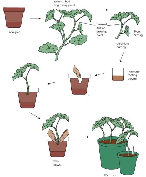 26 Best Cutting Propagation Images On Pinterest Backyard Ideas