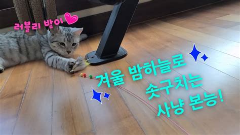 고양이 사냥 놀이 겨울 밤하늘로 솟구치는 사냥 본능 러블리 밤이 Ep 2 밤이 날아오르다 Youtube