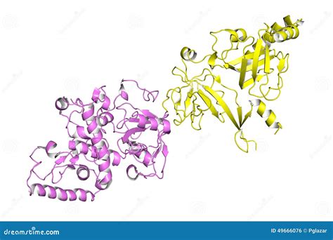Brca2 Structure Stock Illustration Image 49666076