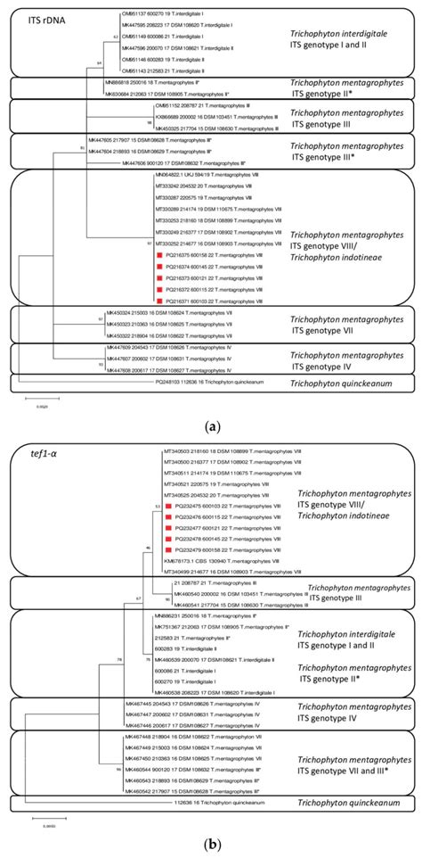Trichophyton Mentagrophytes Its Genotype Viiitrichophyton Indotineae