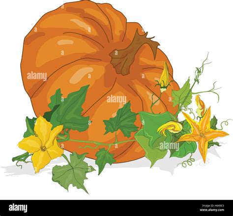 Pumpkin Vector Illustration Isolated Stock Vector Image And Art Alamy