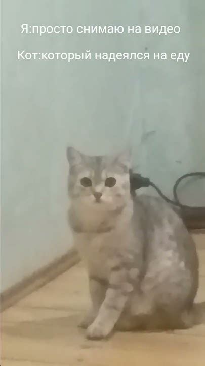 голодный кот кот барс британец Youtube