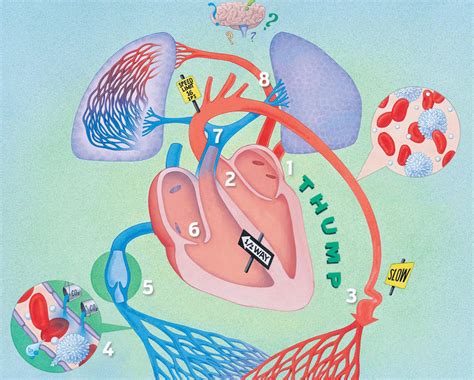 Science Class 6EP Circulatory System