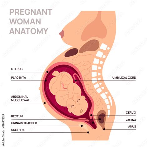 Pregnant Woman Anatomy Educational Poster Normal Course Of Pregnancy