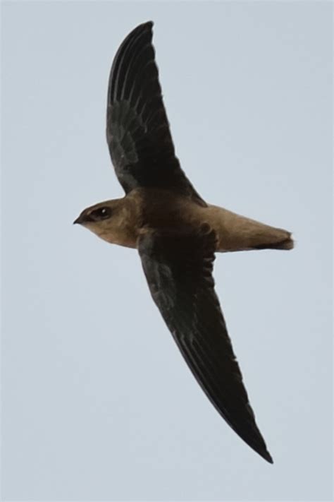 アマツバメ科小さい eBird