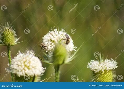 Bees On Cutleaf Teasel Flowers Closeup View With Blurred Green Plants