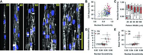 Cell And Nuclear Morphology Correlate With VSMC Functional Output A