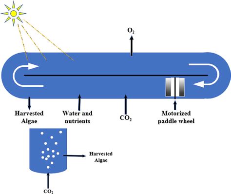 Schematic Of Open Raceway Pond Orp Algae Cultivation System